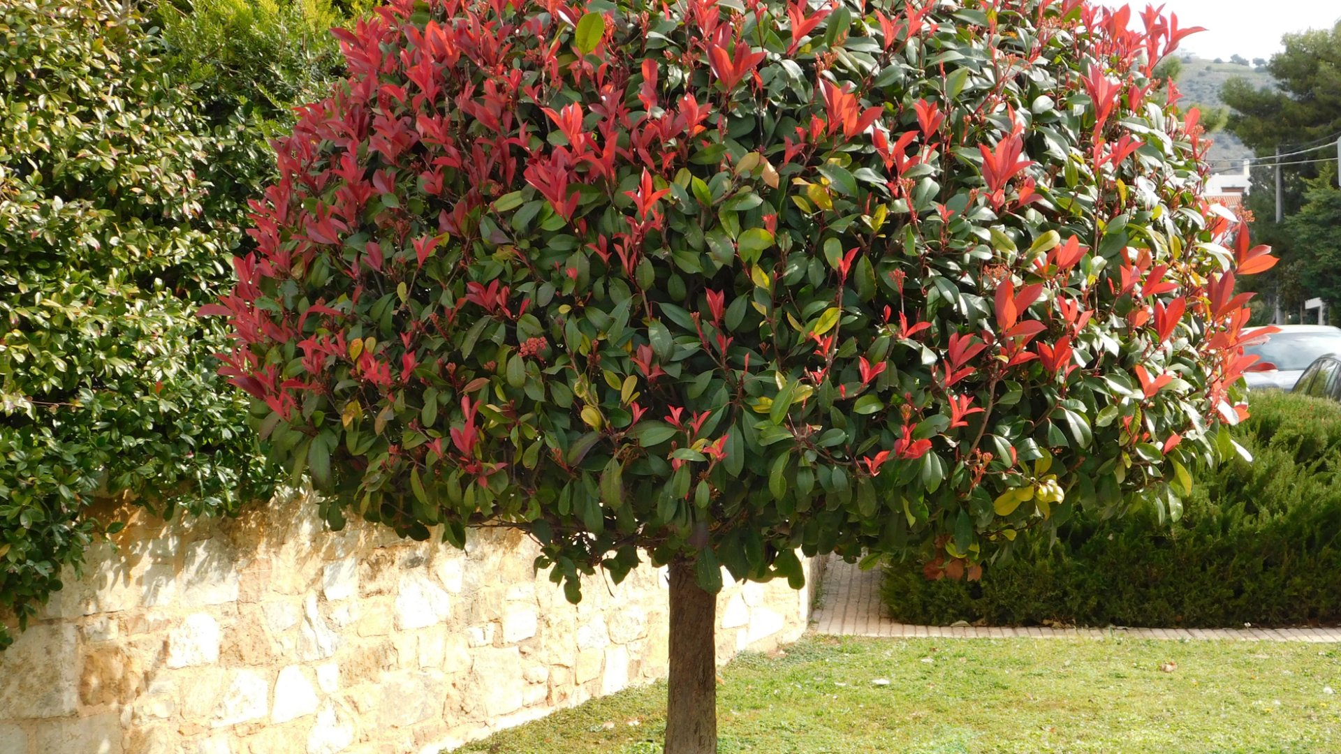 Ezek a díszfák a legszebbek: most minden kerttulajdonos erről álmodik