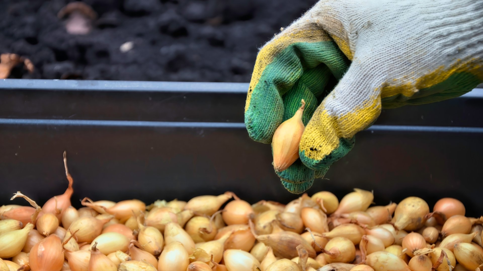 Hagymamag vs hagyma palánta– melyik a jobb a zöldségesbe?