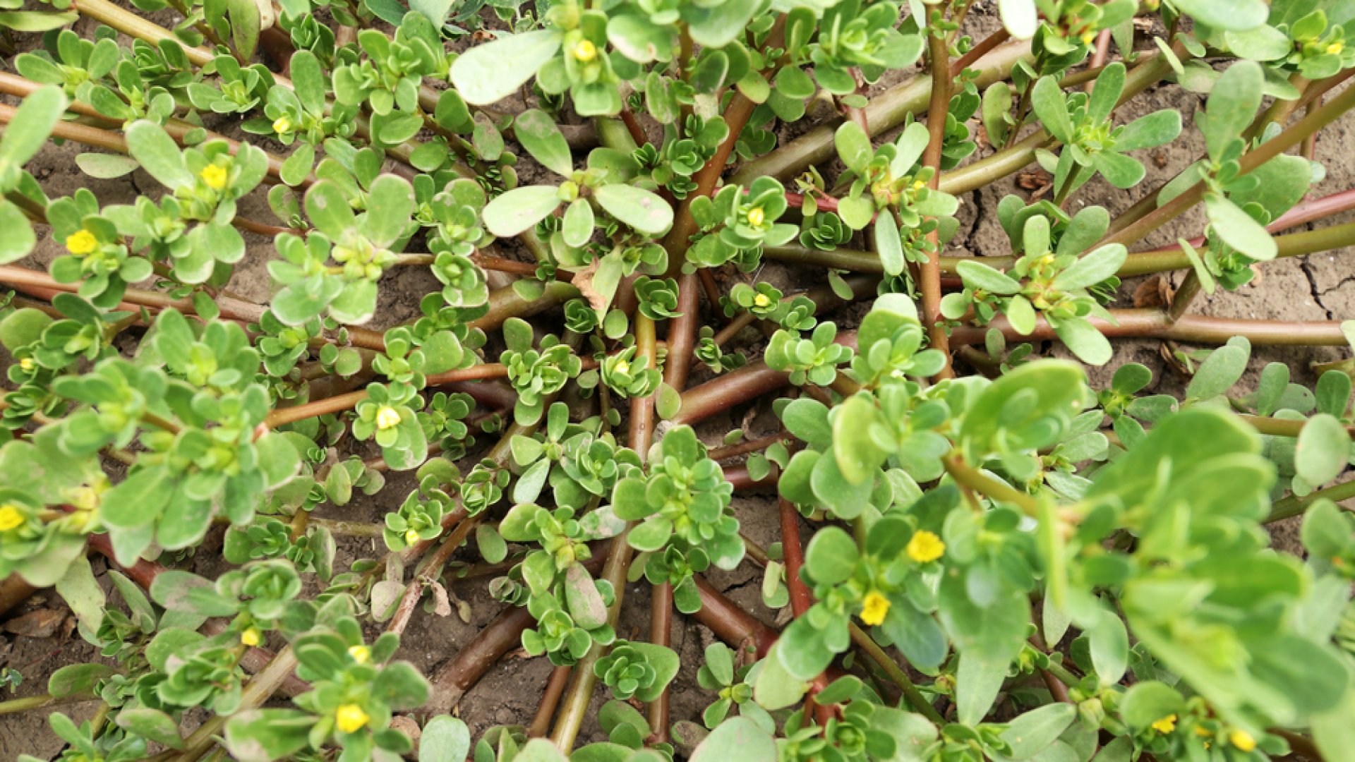 A világ legszuperebb gyomnövénye – A kövér porcsin felhasználása