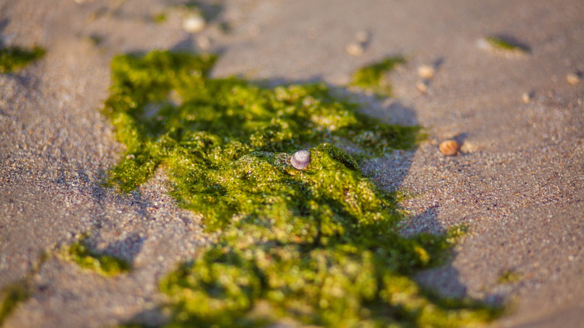 A legújabb házikerti csodaszer - Használd a zöld homok erejét!