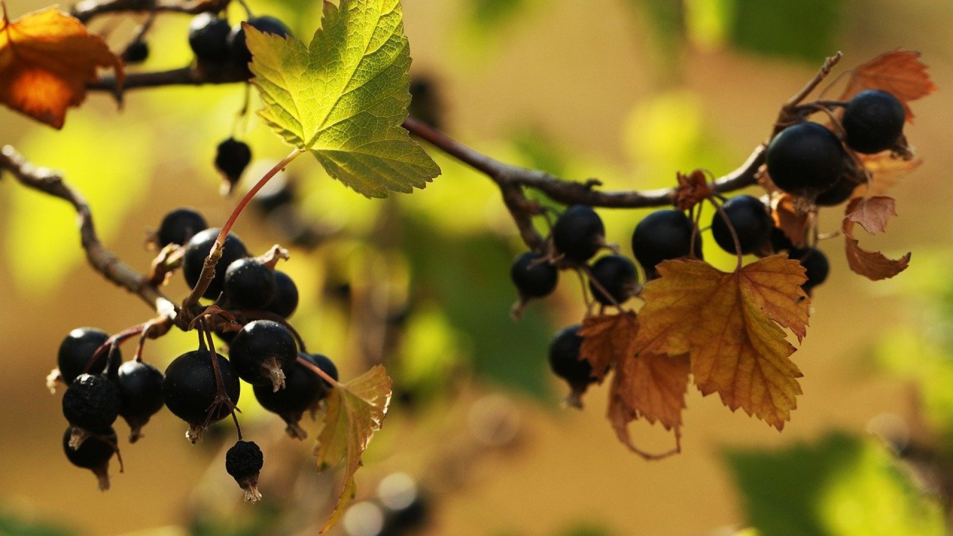 Mindet a fekete ribizli metszéséről