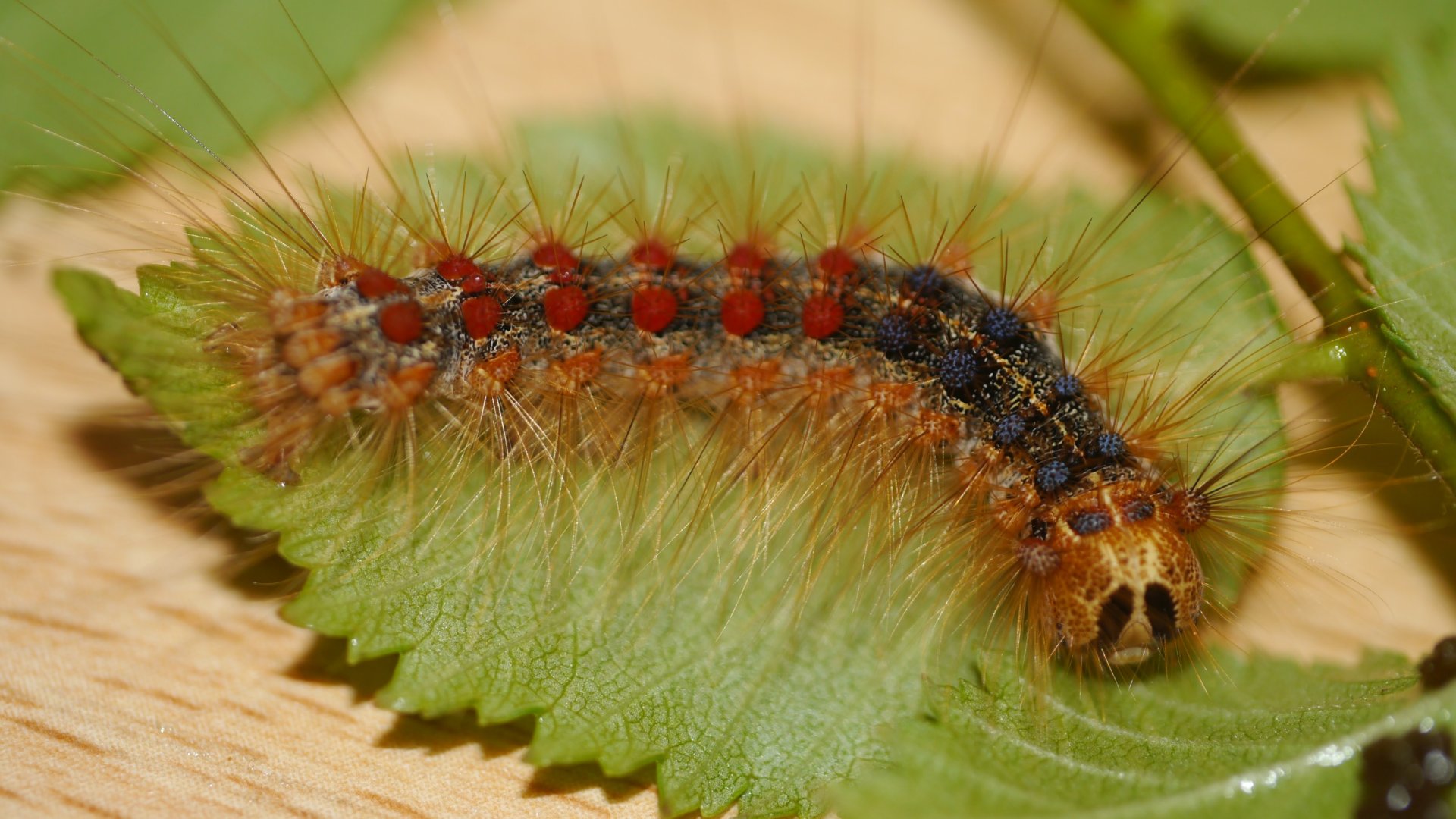 Gyapjaslepke – mikor várható a következő gyapjaslepke invázió?