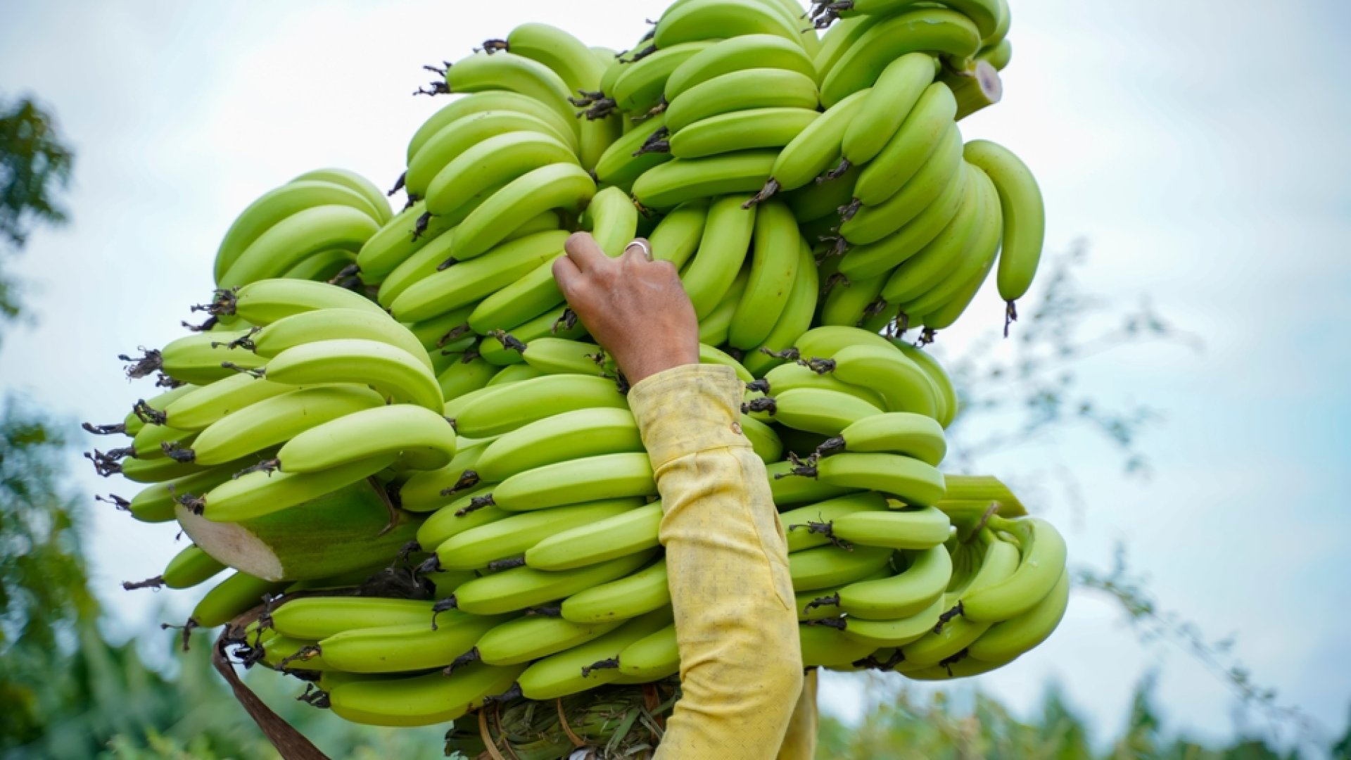 Álmaid növénye - Szakértői tanácsok az indián banán gondozásához
